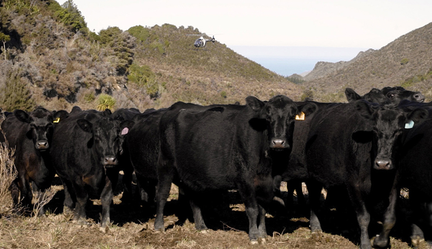 Mustering | Helicopters New Zealand